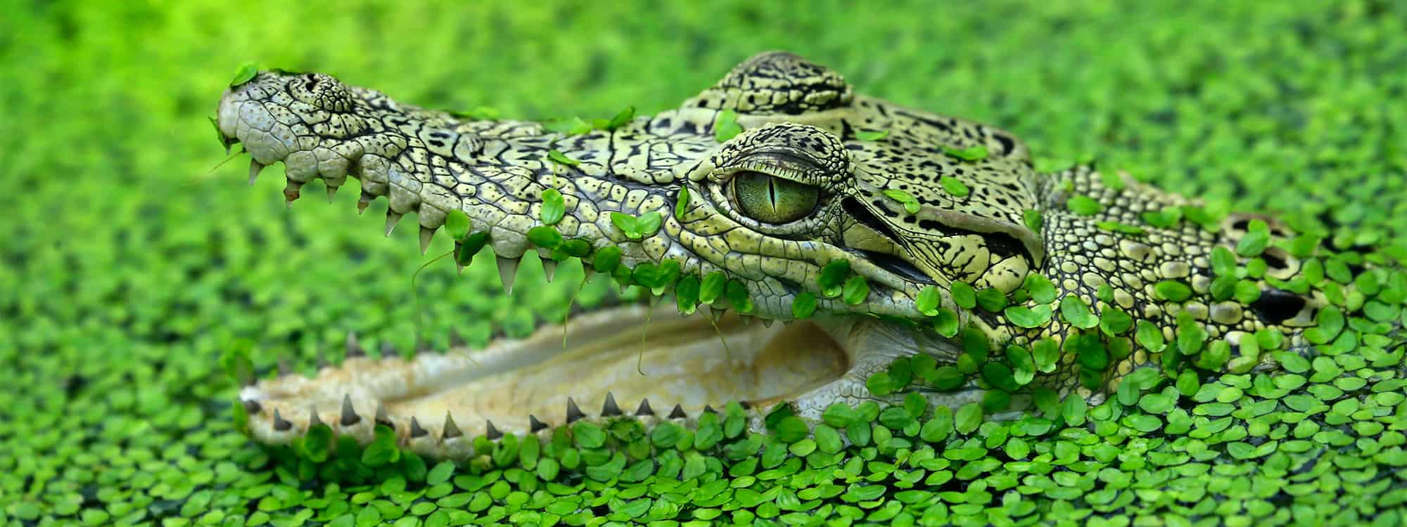 Conserve Wildlife: Become a Zoo Ambassador or Intern at the National ...